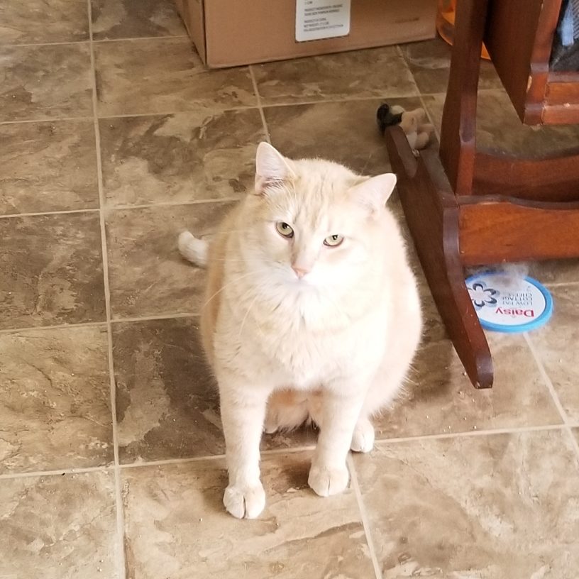 Life With Cats In Your Home – Cat Tales with Laura and Inspirations ...