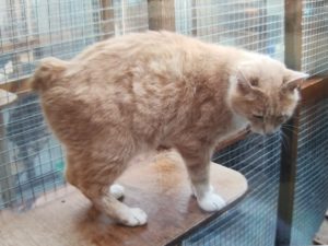 How to Find a Good New Home for Your Cat or Kittens – Cat Tales with ...